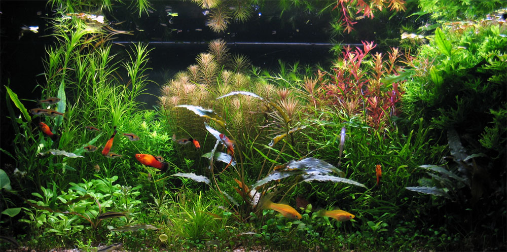 Az akváriumi halak tartása nem igényel szaktudást - Gurmánia